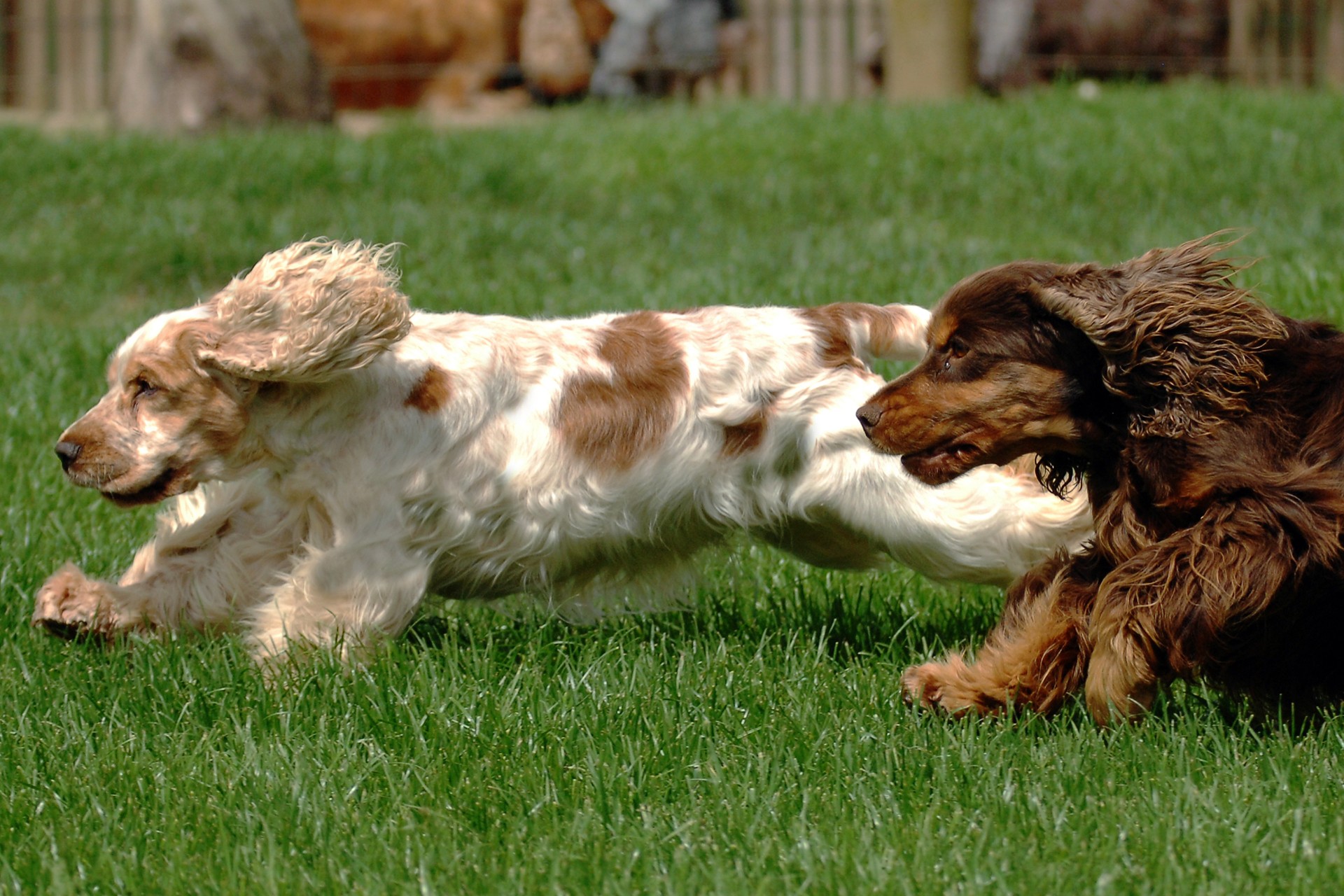 Cocker Spaniel Breed Guide | Pet Insurance Review