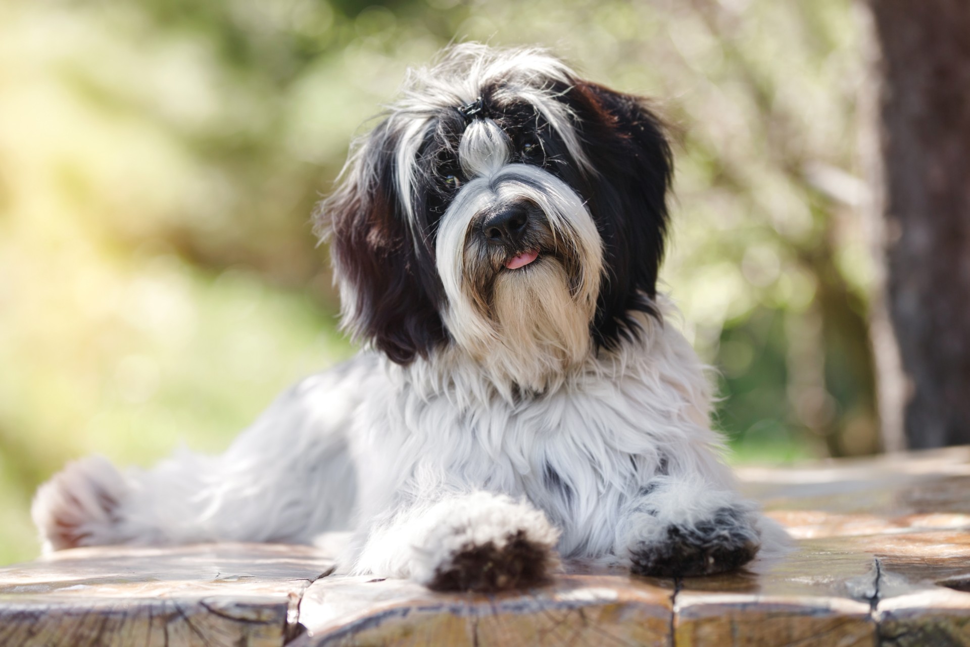 Tibetan Terrier Breed Guide | Pet Insurance Review