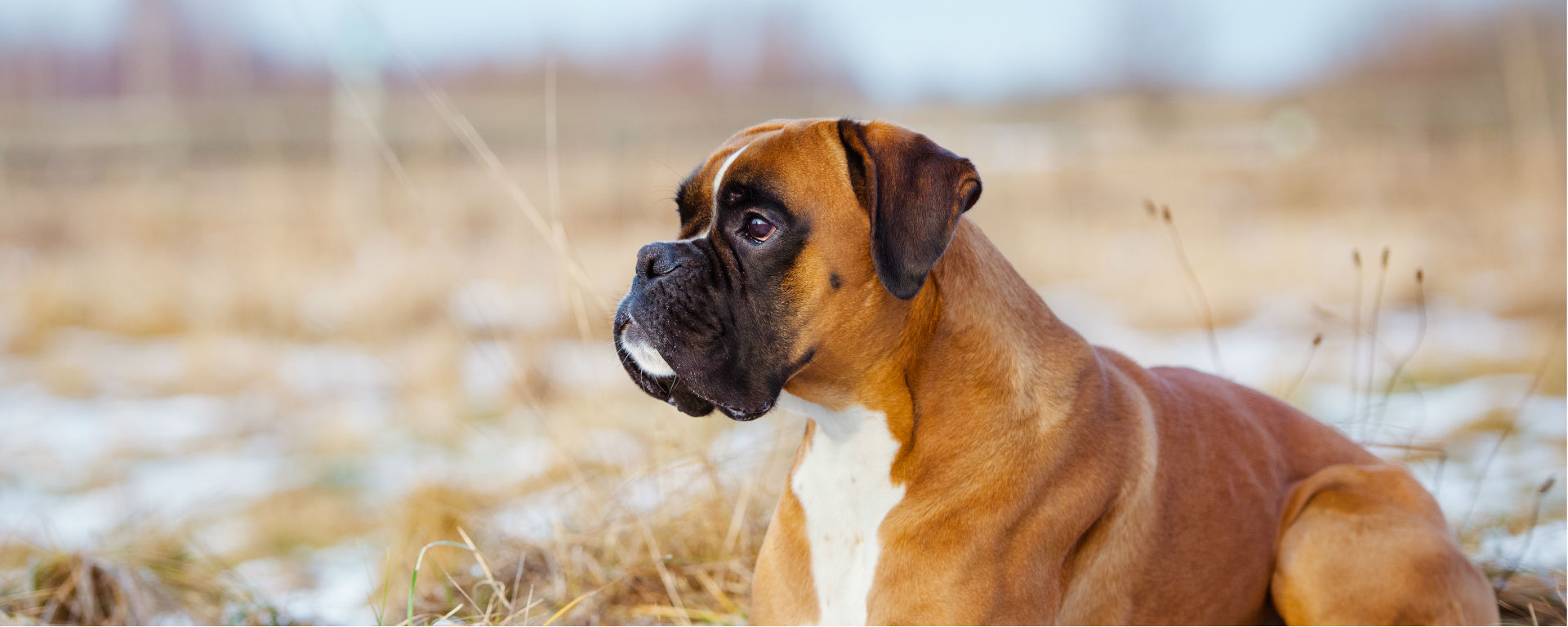 Boxer Breed Guide | Pet Insurance Review